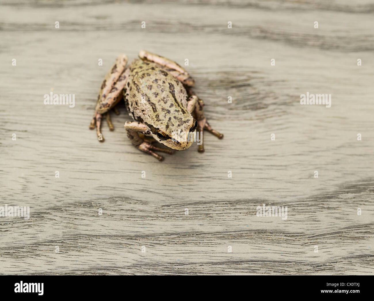 Northwest Tree Frog on old ash deck wood in background Stock Photo - Alamy
