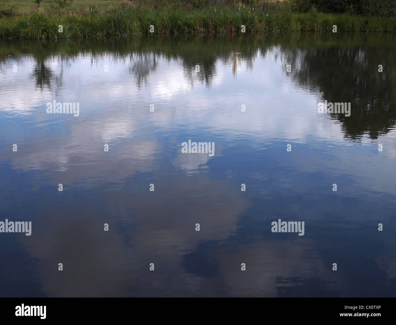 pond with trees reflection Stock Photo - Alamy
