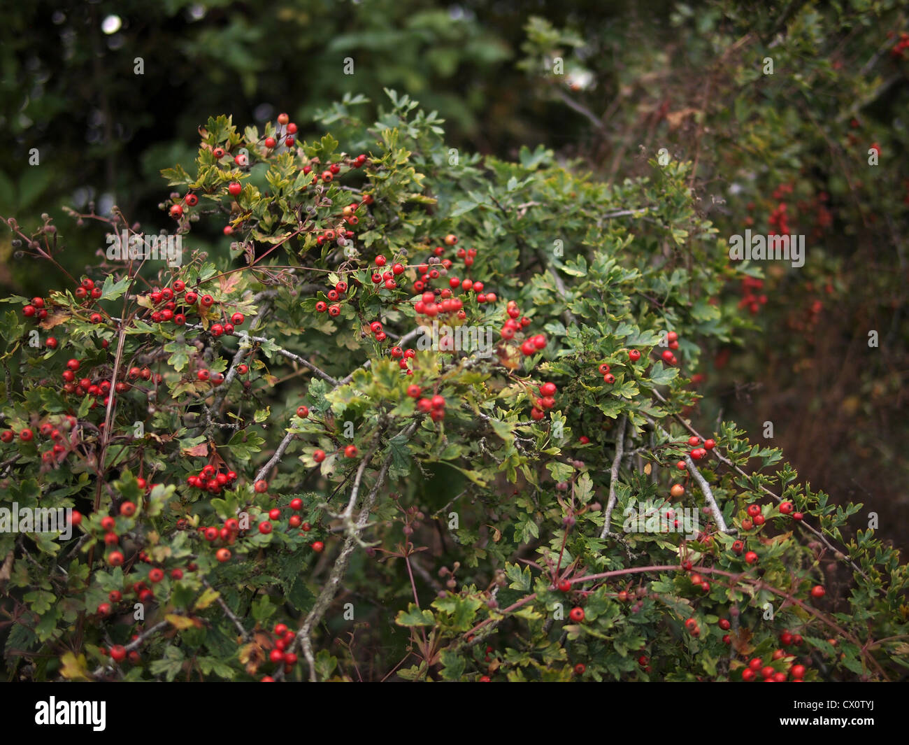 Hedge shrubbery hi-res stock photography and images - Alamy