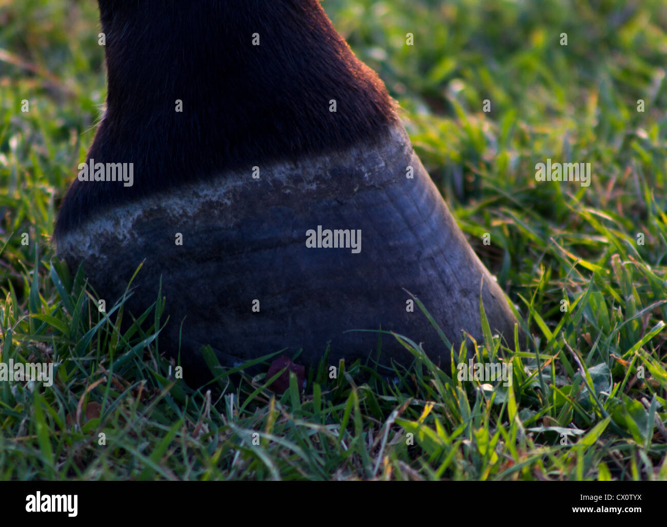 Horse hoof shoe hi-res stock photography and images - Alamy