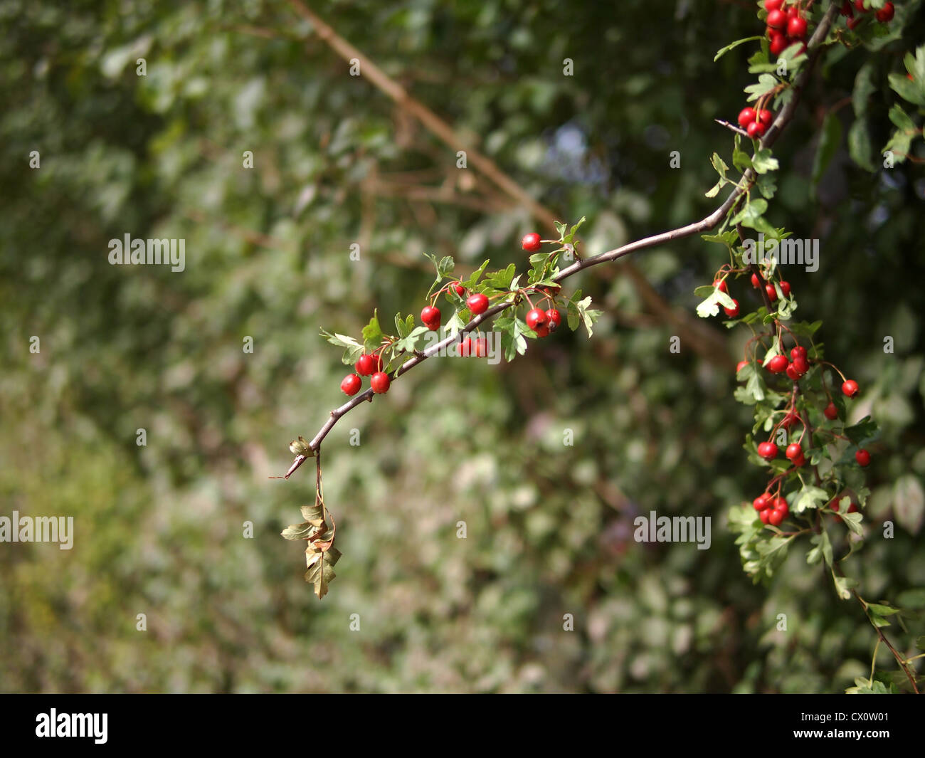 Shrubbery bush hi-res stock photography and images - Alamy