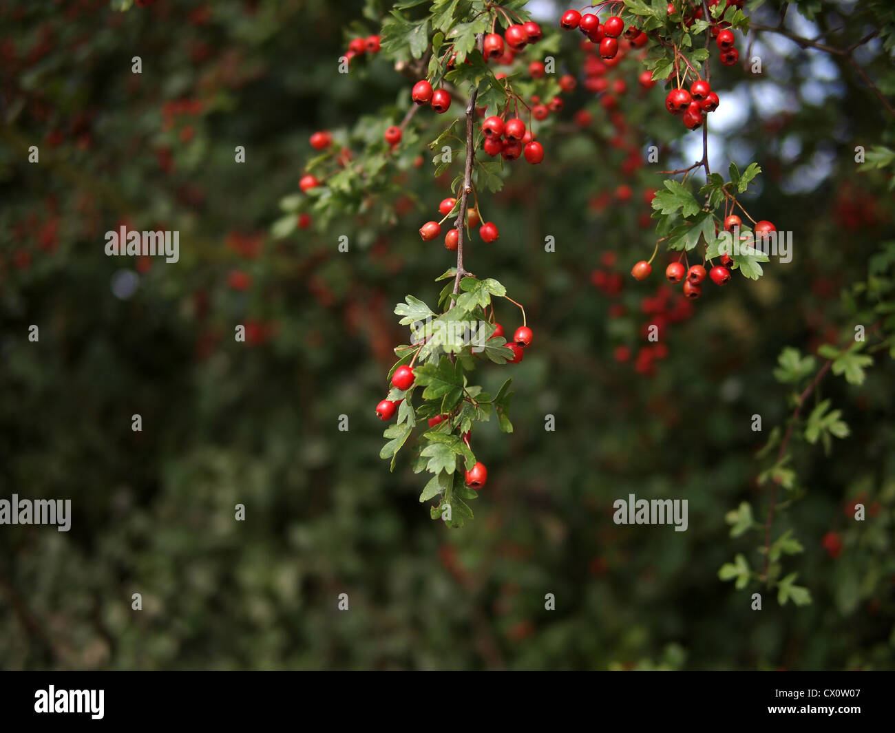 Shrubbery bush hi-res stock photography and images - Alamy