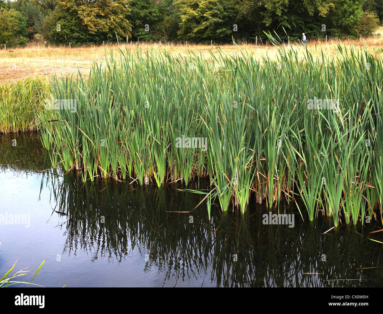 stream in countryside Stock Photo - Alamy