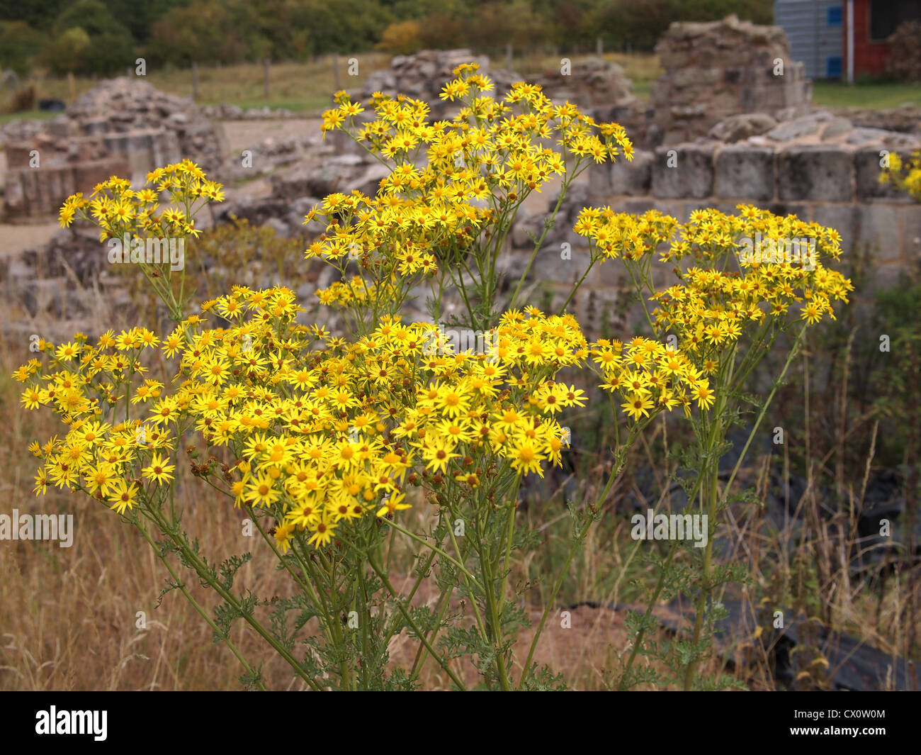 shrubbery and ruins Stock Photo - Alamy