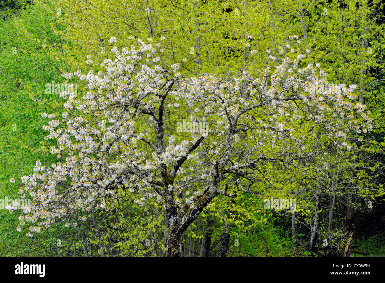 National apple tree hi-res stock photography and images - Alamy