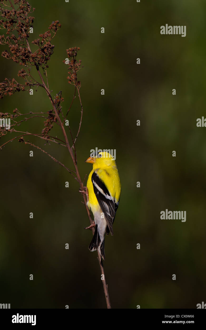 Male American goldfinch Stock Photo - Alamy