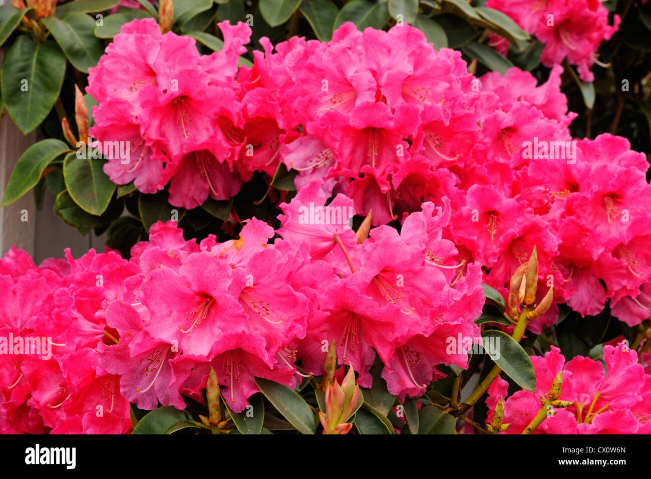 Rhododendrons in bloom hi-res stock photography and images - Alamy