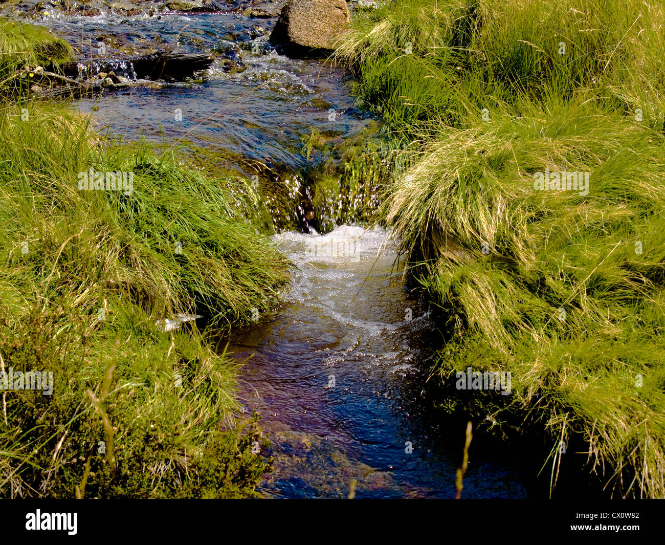 Alpine creek, Snowy Mountains, NSW, Australia Stock Photo - Alamy