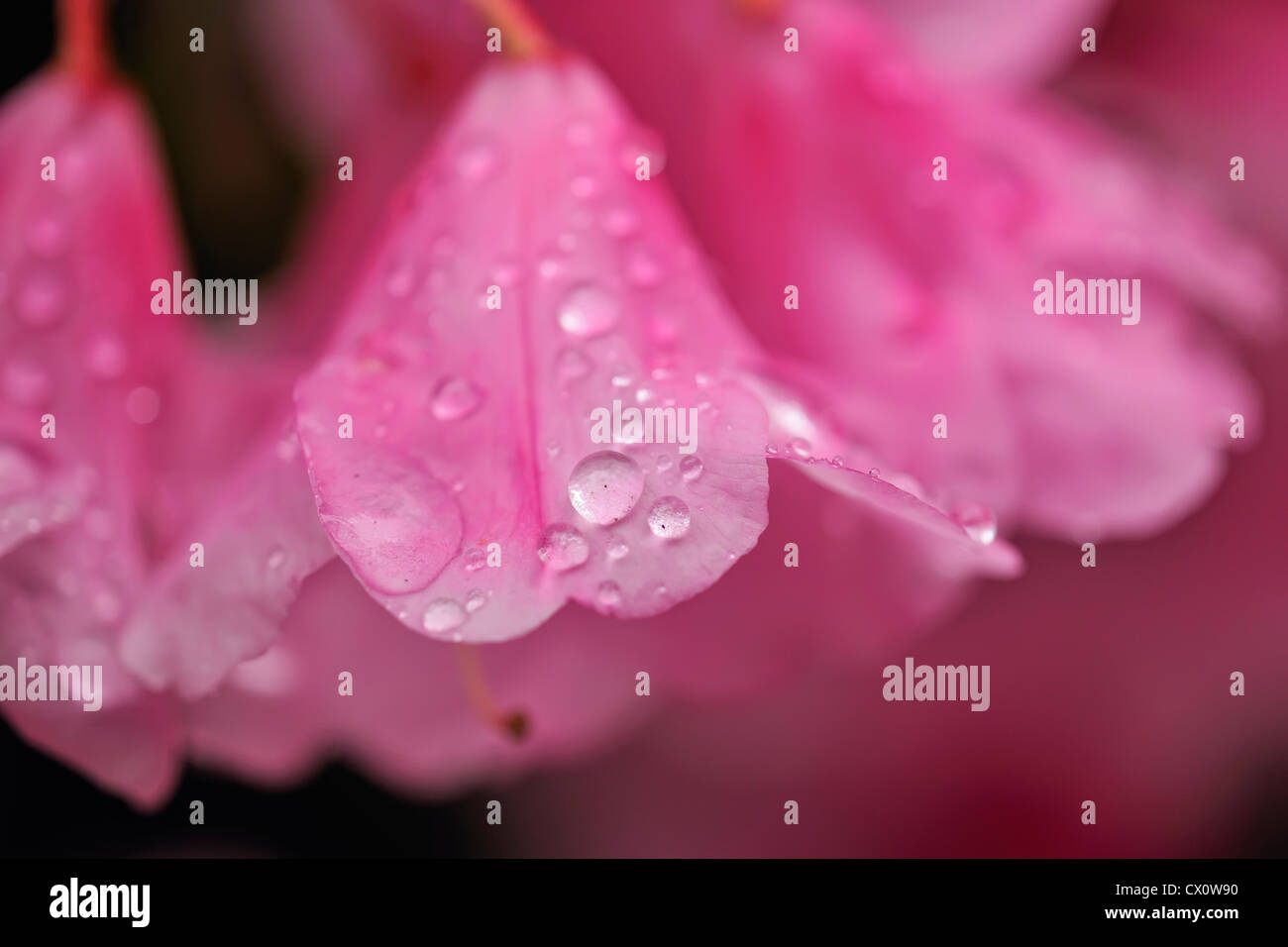 Butchart Gardens in spring- Rhododendron flowers with raindrops ...