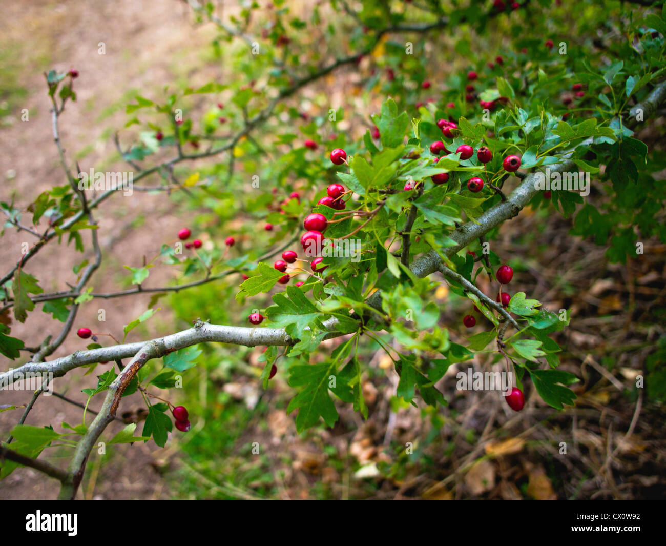 Shrubbery walk hi-res stock photography and images - Alamy