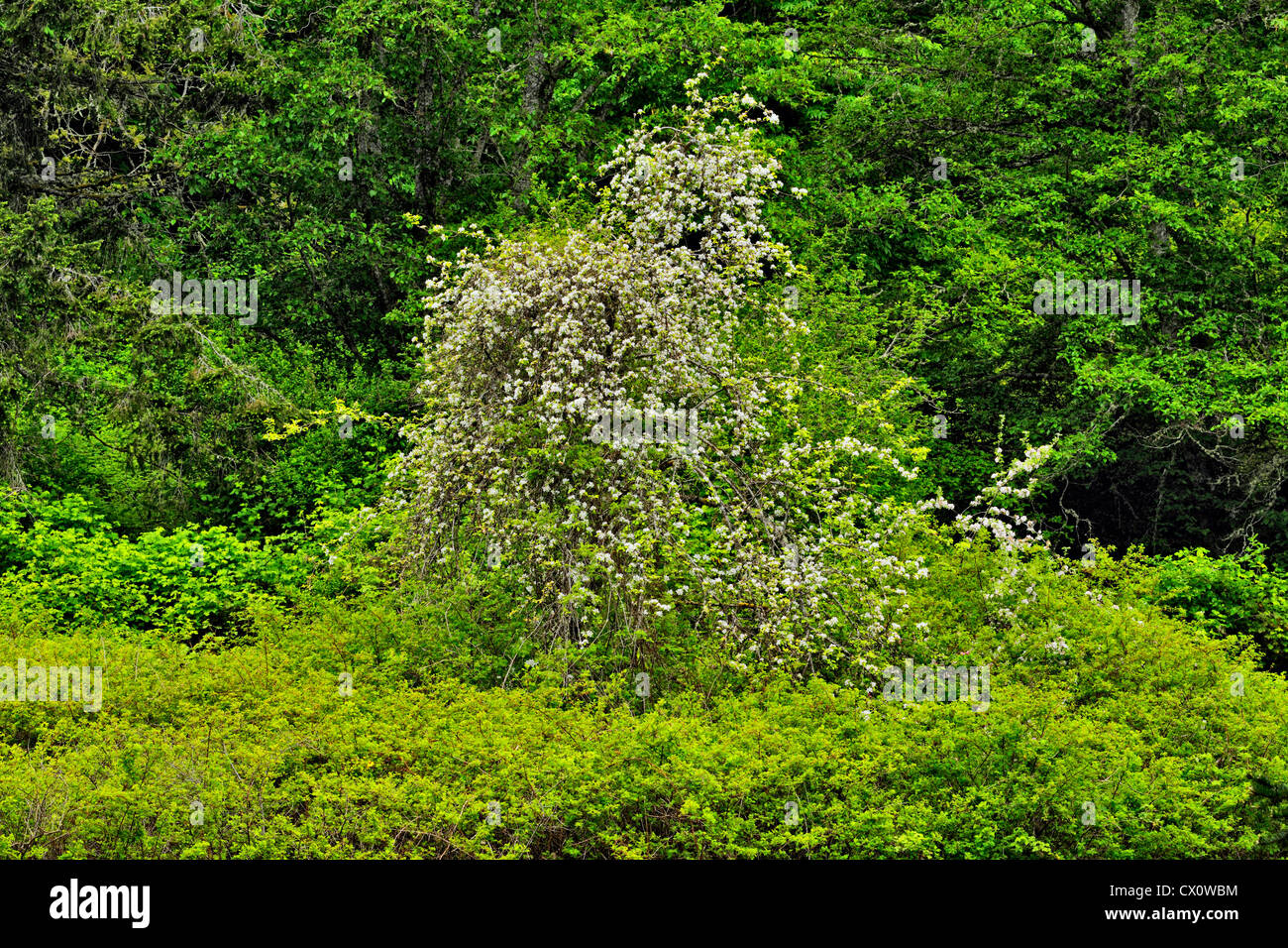 Old apple tree flowering near nature trail. Witty's Lagoon Nature ...