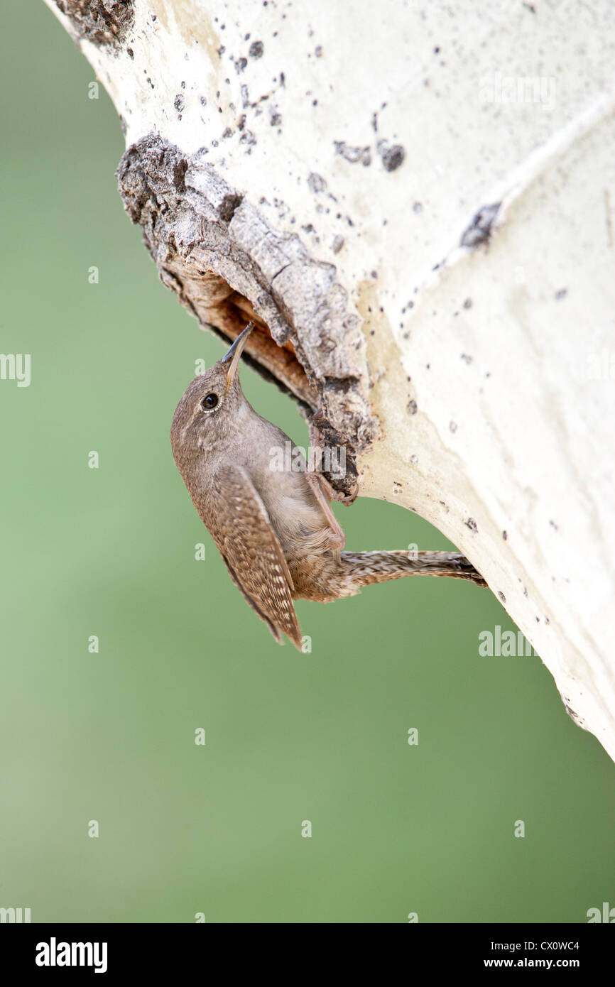 House Wren bird songbird perching at Nest Cavity in Aspen Tree vertical ...