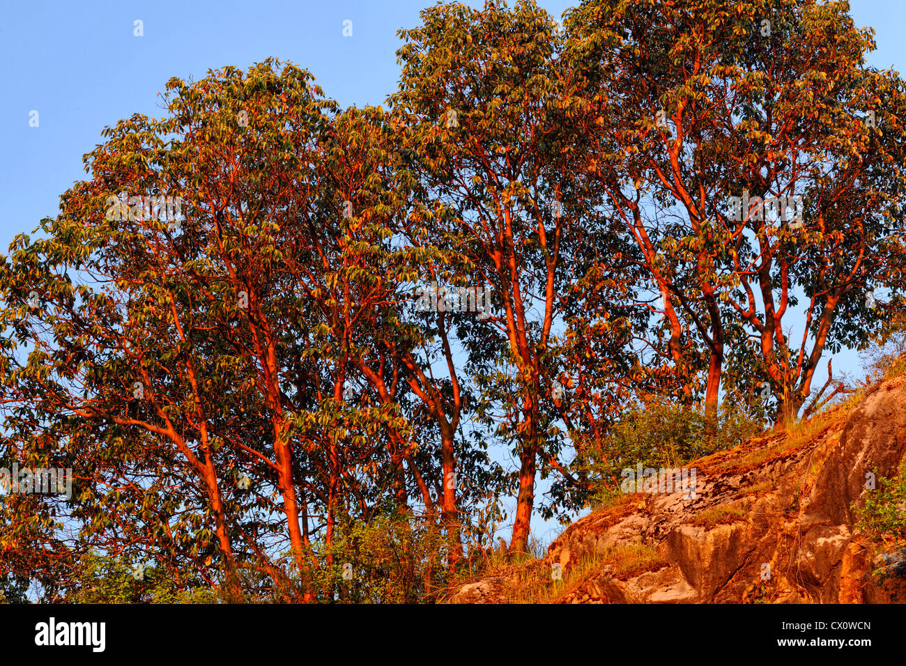 Pacific madrone/arbutus tree (Arbutus menziesii), Malahat, BC, Canada ...