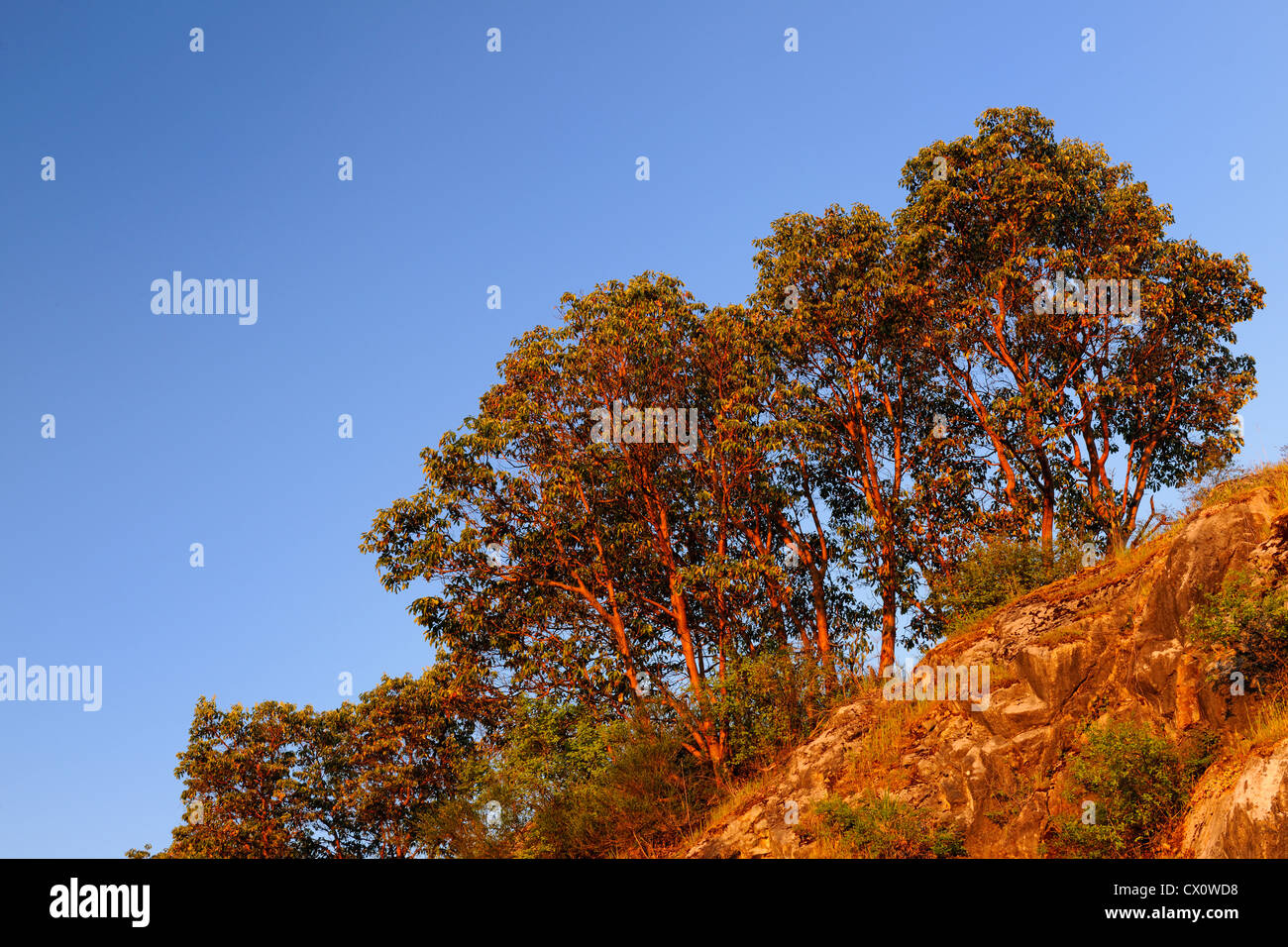 Pacific madrone/arbutus tree (Arbutus menziesii), Malahat, BC, Canada ...