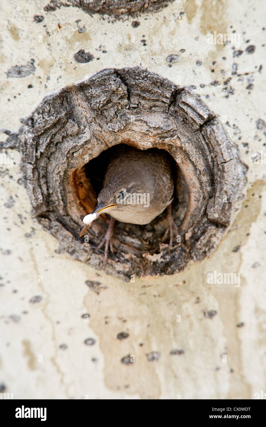 House Wren bird songbird removes fecal sac from Nest Cavity in Aspen ...