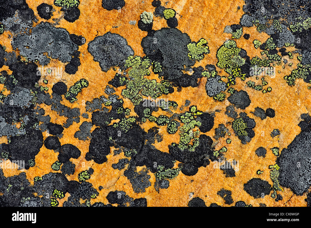 Rock lichen colonies on boulders brought down by a landslide, Jasper ...