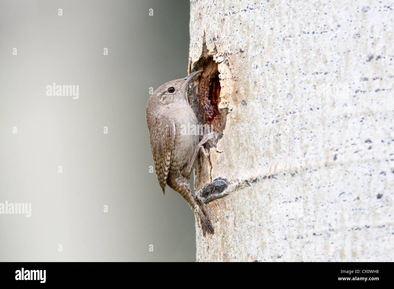 House Wren bird songbird perching at Nest Cavity in Aspen Tree Stock ...