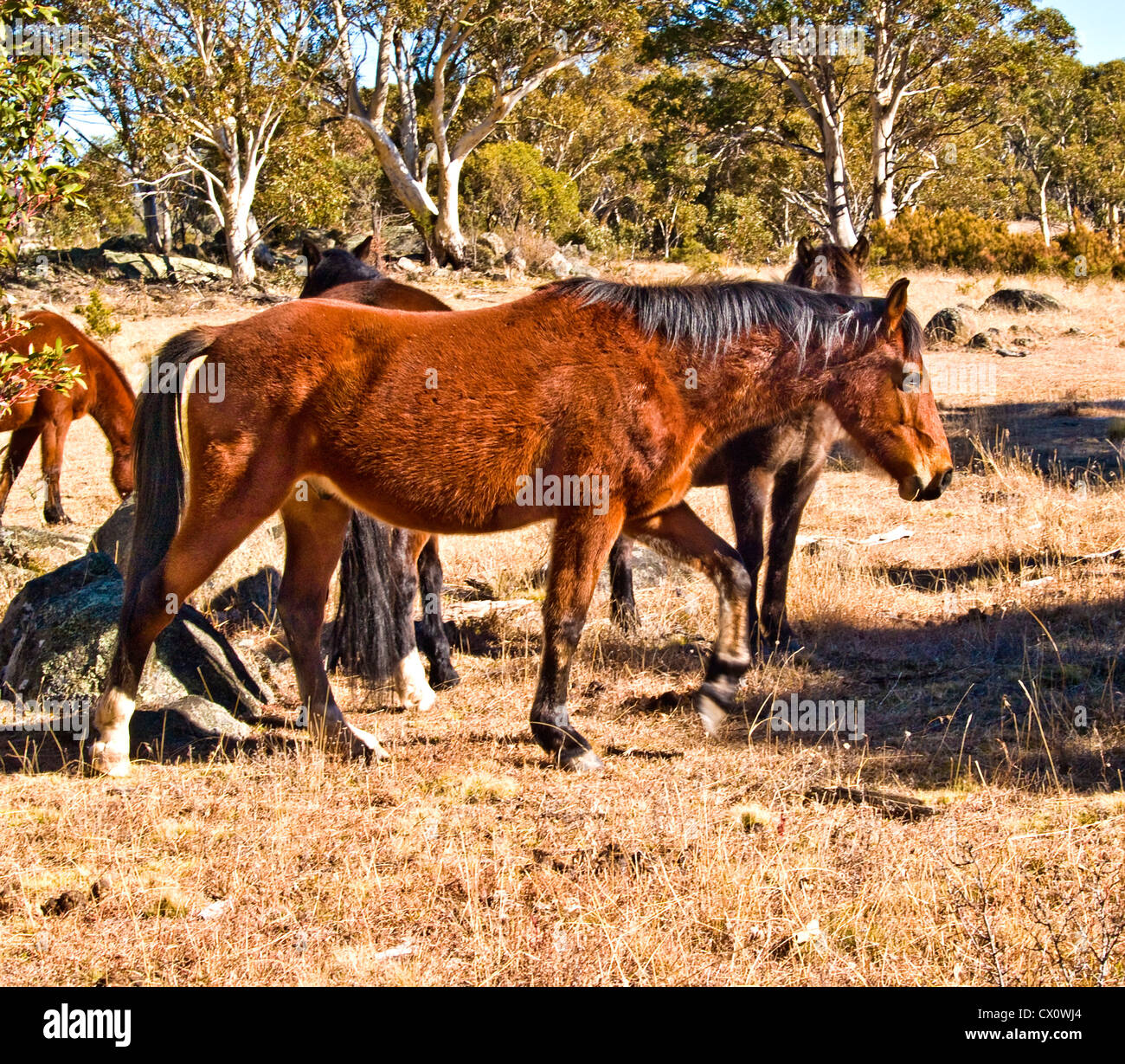 Brumbies australia hi-res stock photography and images - Alamy