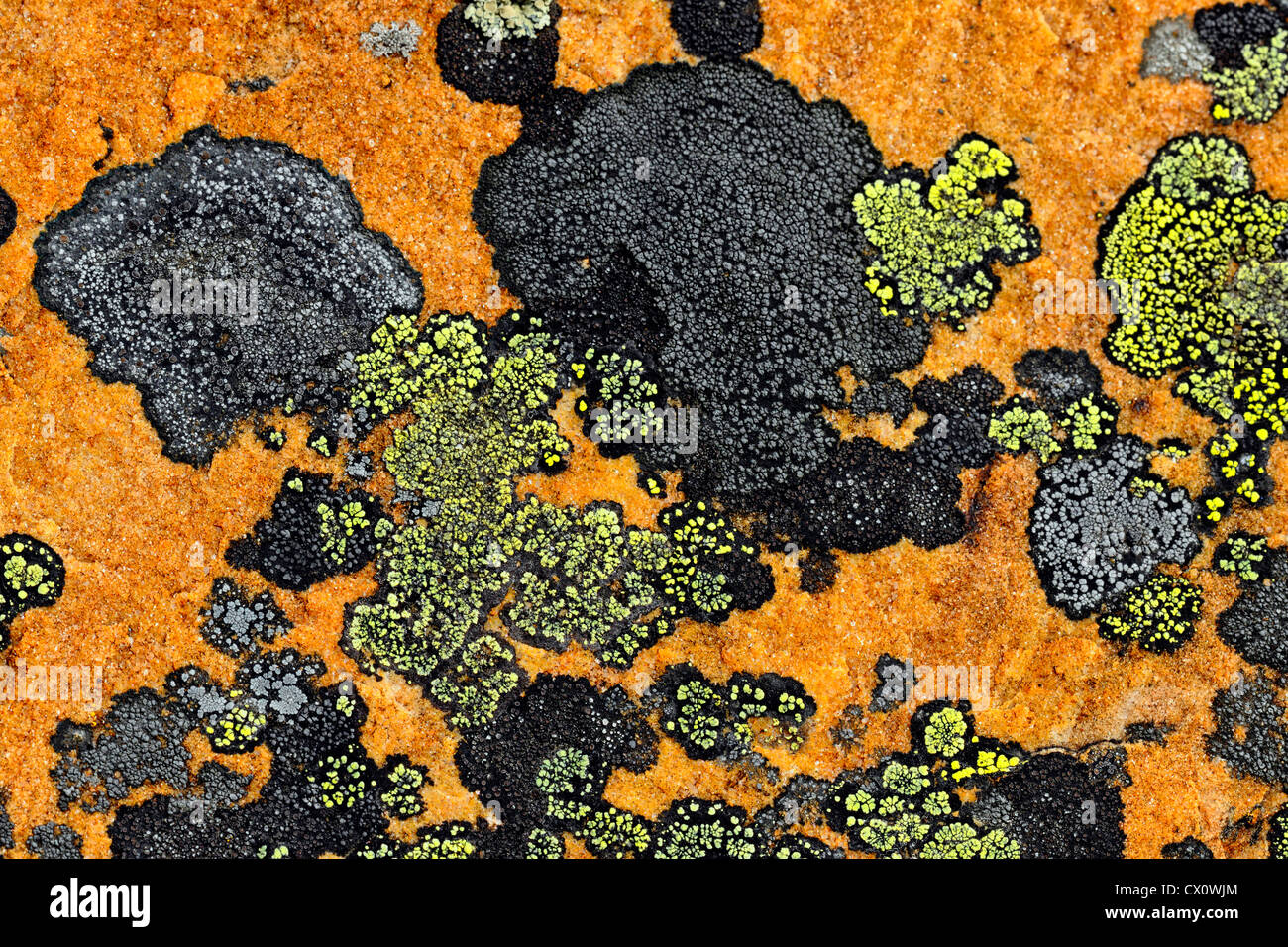 Rock lichen colonies on boulders brought down by a landslide, Jasper ...