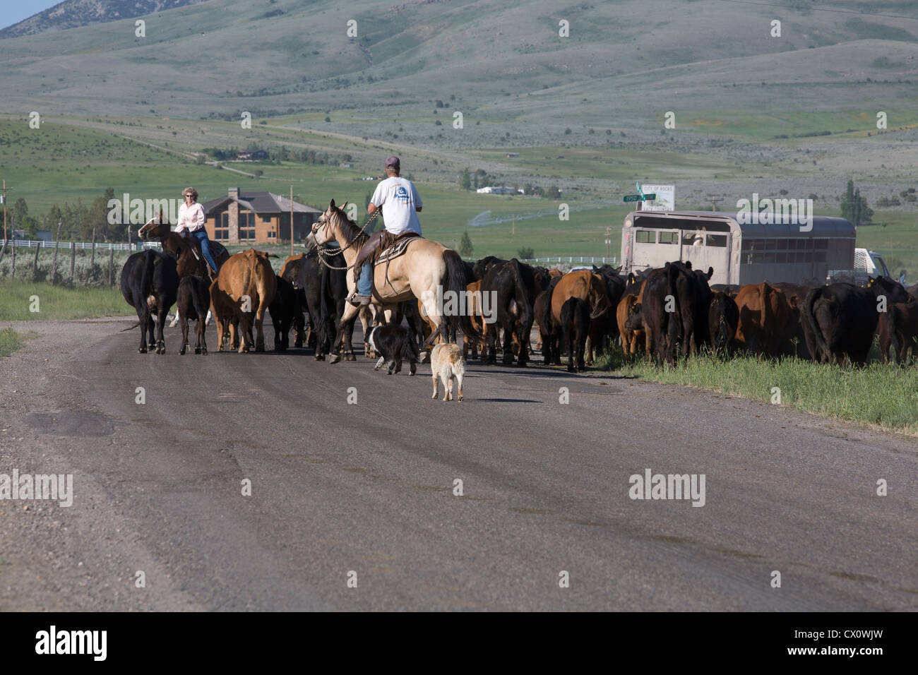 Cowboys cattle hi-res stock photography and images - Alamy