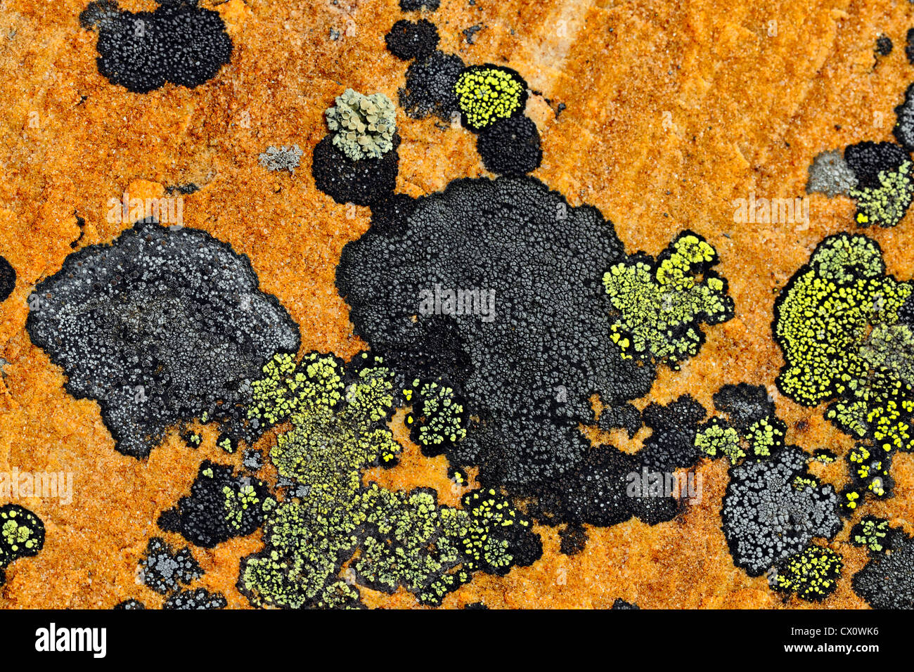 Rock lichen colonies on boulders brought down by a landslide, Jasper ...