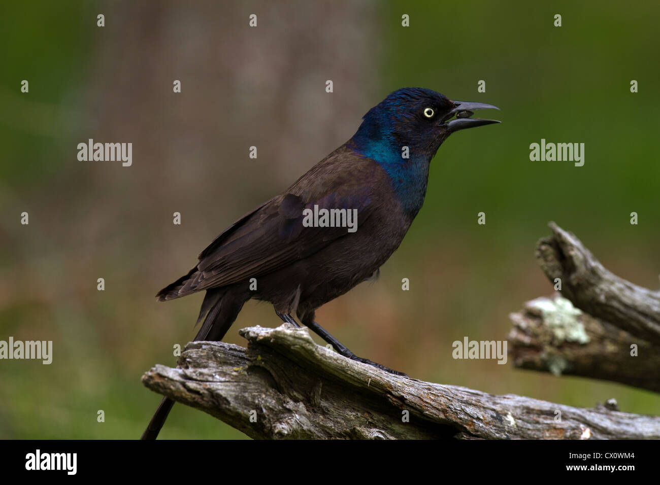 Grackle and display hi-res stock photography and images - Alamy