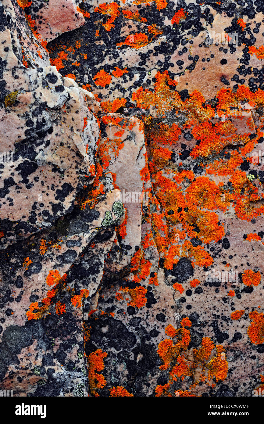 Rock lichen colonies on boulders brought down by a landslide, Jasper ...