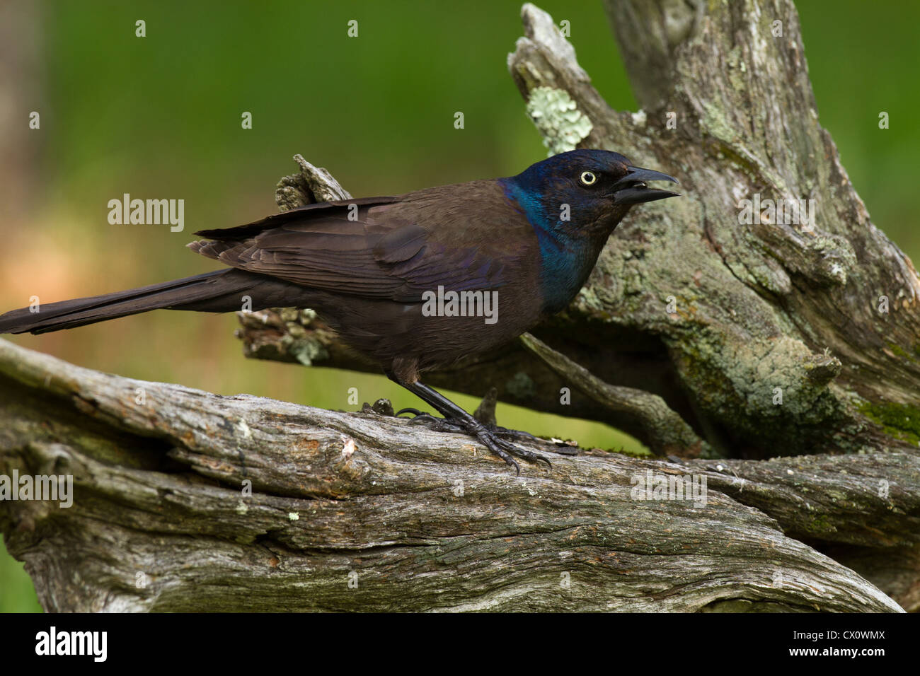 Grackle and display hi-res stock photography and images - Alamy