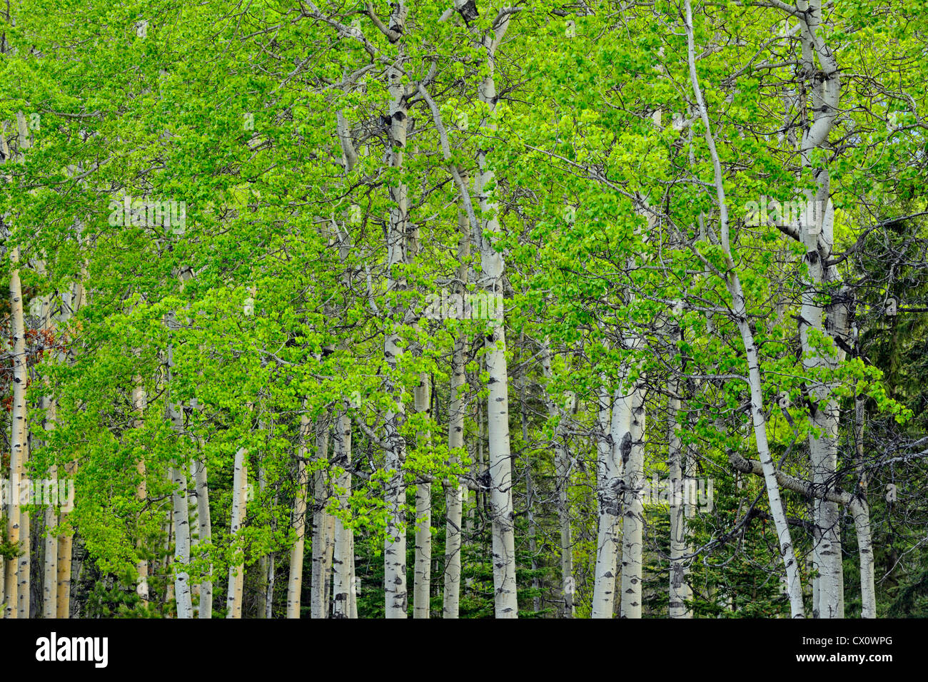 Pyramid lake road jasper national park hi-res stock photography and ...