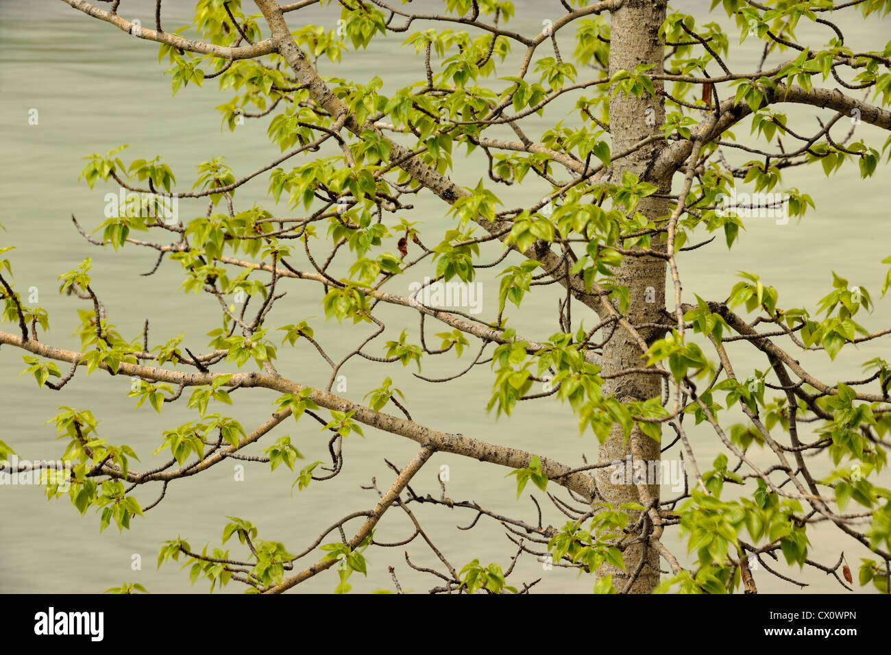 Trembling aspen (Populus tremuloides) tree leafing out in spring near ...
