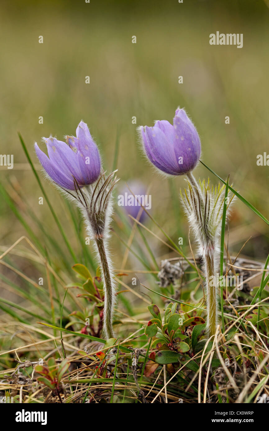 Prairie Crocus