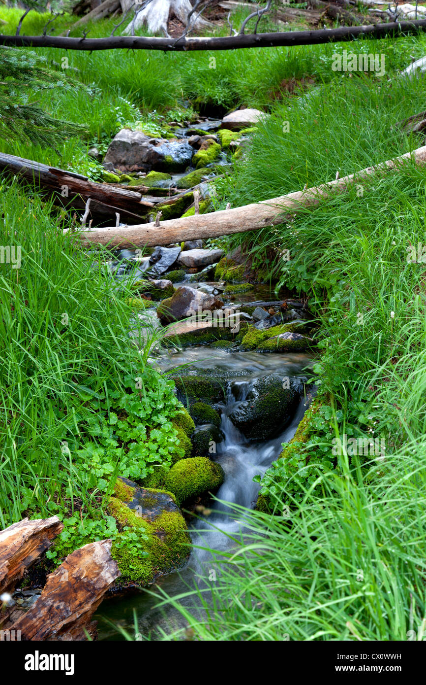 Small creek in forest near hi-res stock photography and images - Alamy