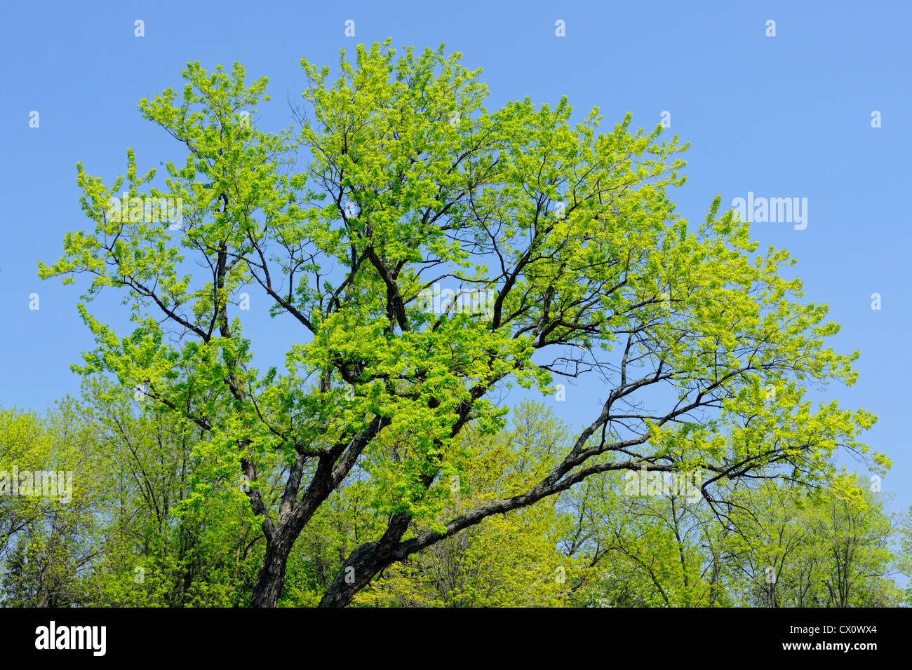 Maple Tree In Spring High Resolution Stock Photography and Images - Alamy