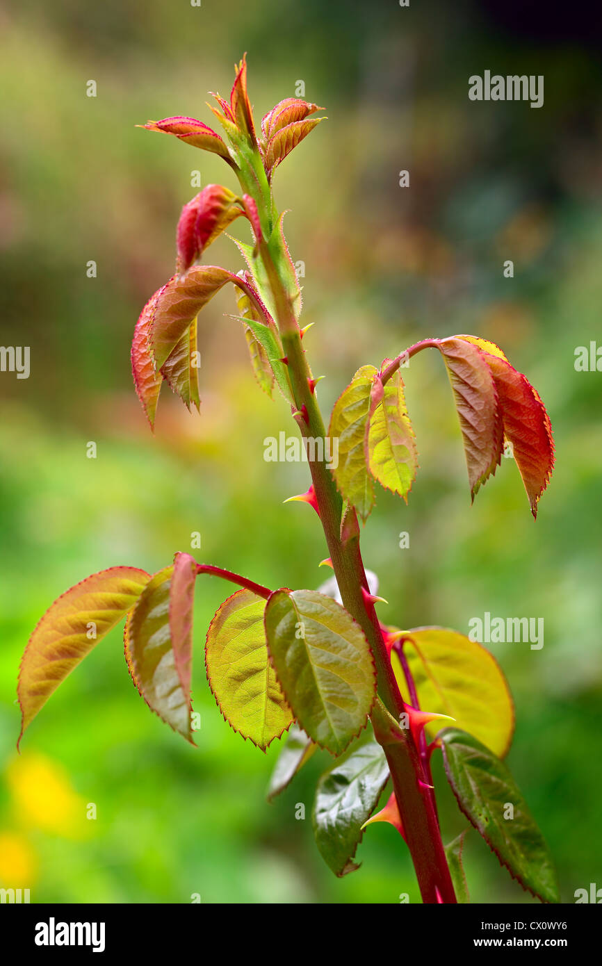 Rose plant hi-res stock photography and images - Alamy
