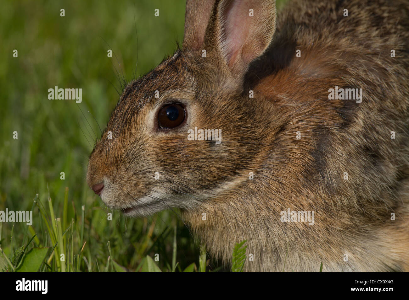 Eastern cottontail rabbit Stock Photo - Alamy