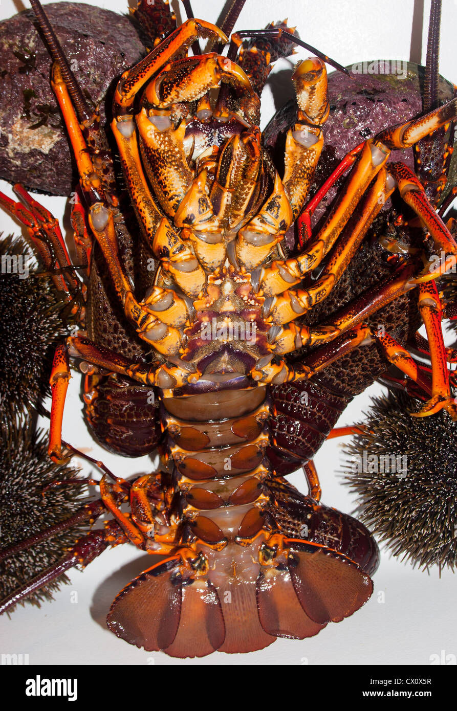 Crayfish (Spiny Rock Lobster) (Jasus edwardsii): caught by hand whilst ...