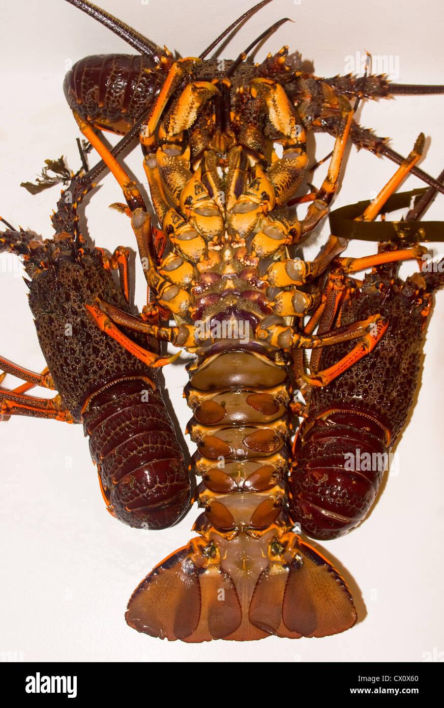 Crayfish (Spiny Rock Lobster) (Jasus edwardsii): caught by hand whilst ...