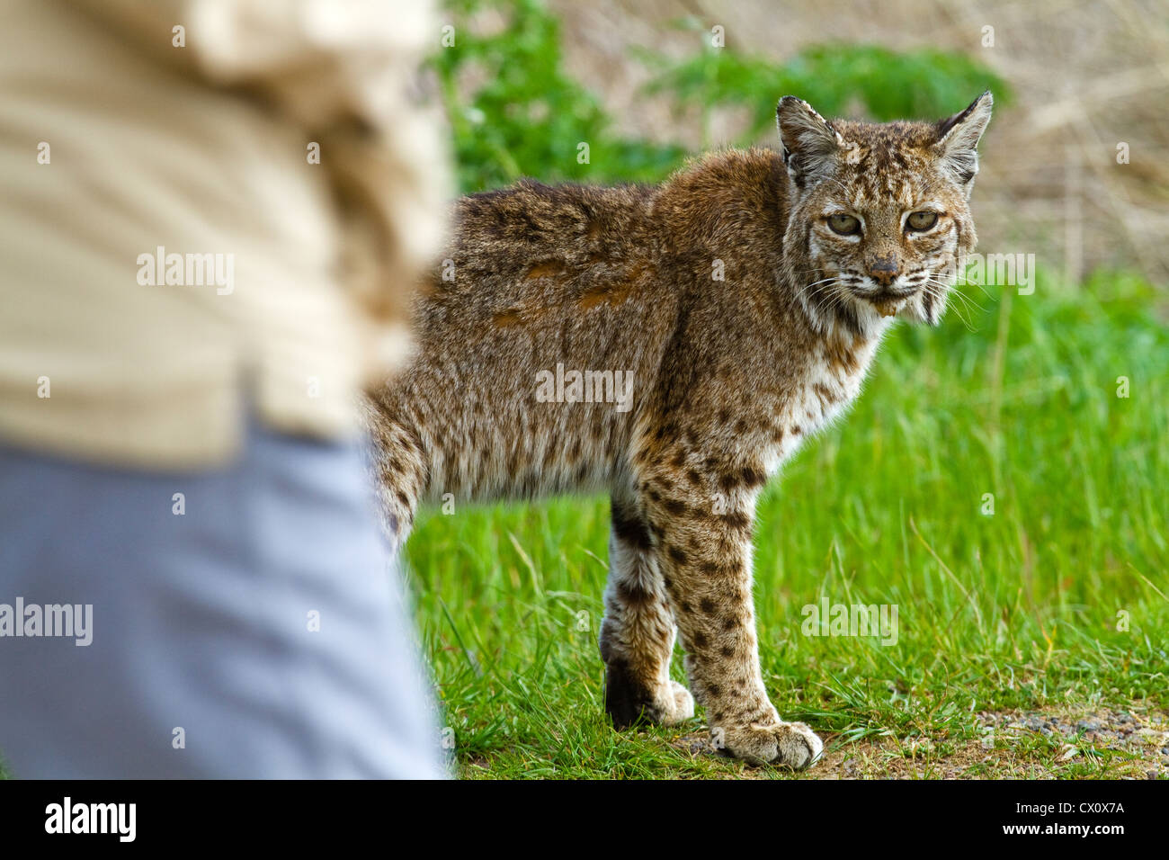 Wild Bobcat on the trail in California, USA Stock Photo - Alamy