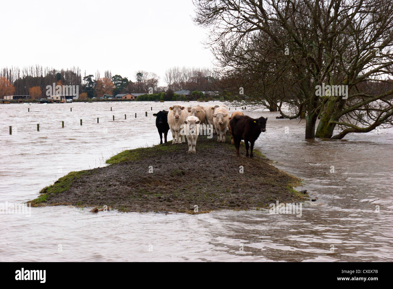 Stranded: a group of cattle stranded by a flood: they all survived ...