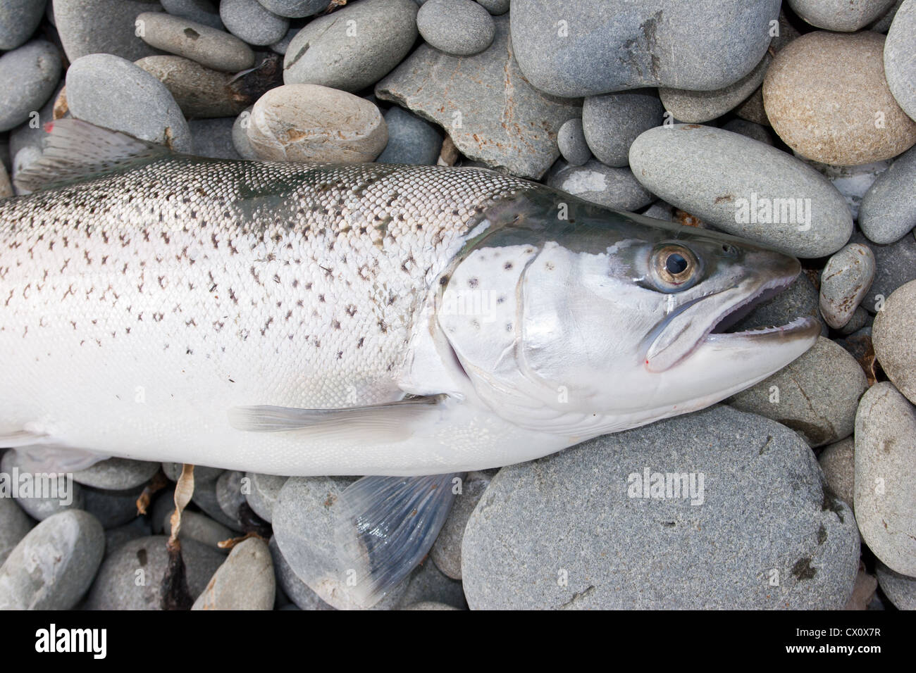 Sea run brown trout hi-res stock photography and images - Alamy
