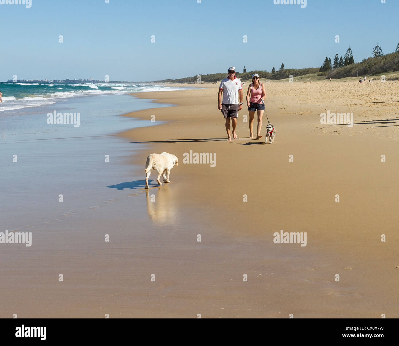 Labrador queensland hi-res stock photography and images - Alamy