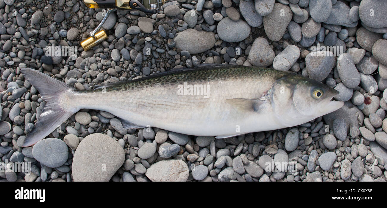 Freshly landed Kahawai (Arripis trutta) caught using the rod-and-line ...