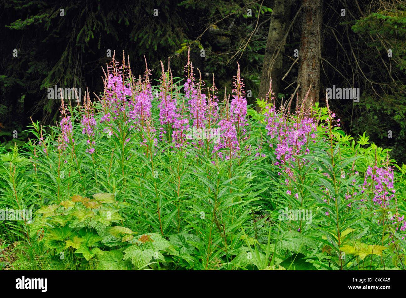 Fireweed (Chamaenerion angustifolium), Glacier National Park BC, Canada ...