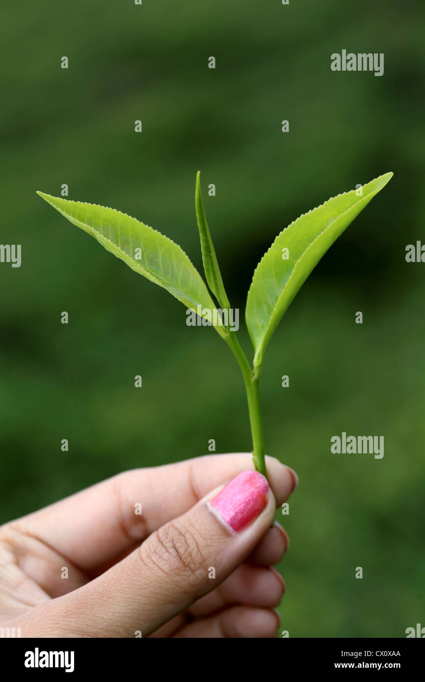 Hand holding green tea leaf against green background Stock Photo - Alamy