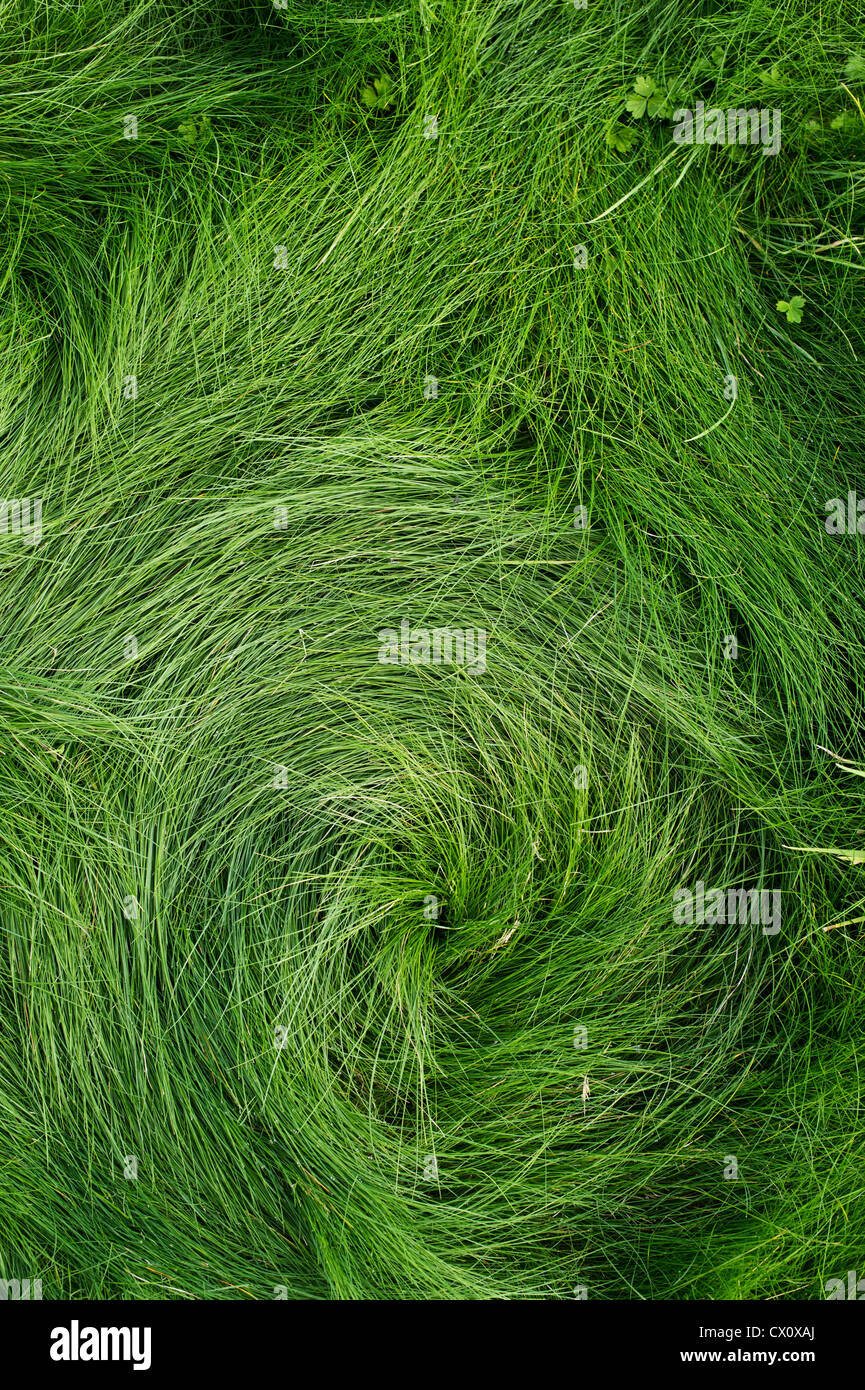 Overgrown Long Grass pattern Stock Photo - Alamy