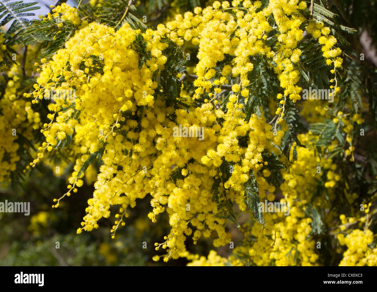 Black wattle tree hi-res stock photography and images - Alamy