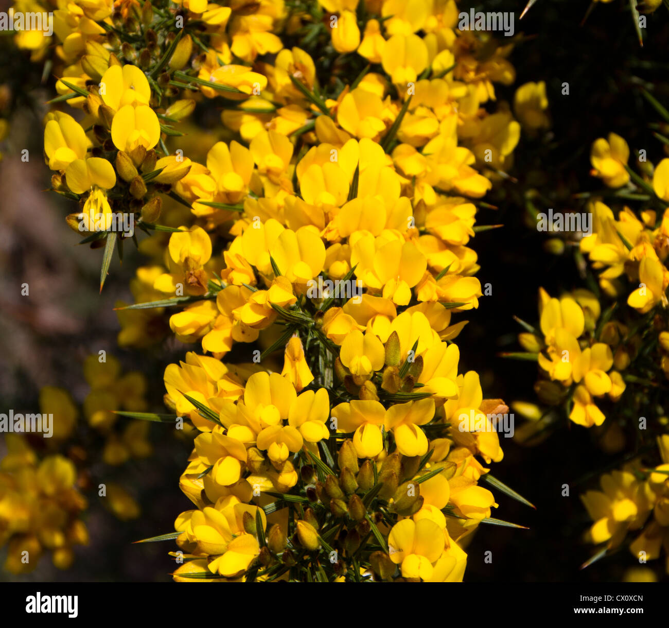 New Zealand Countryside: Gorse flowers (Ulex). Gorse hedges Stock Photo ...