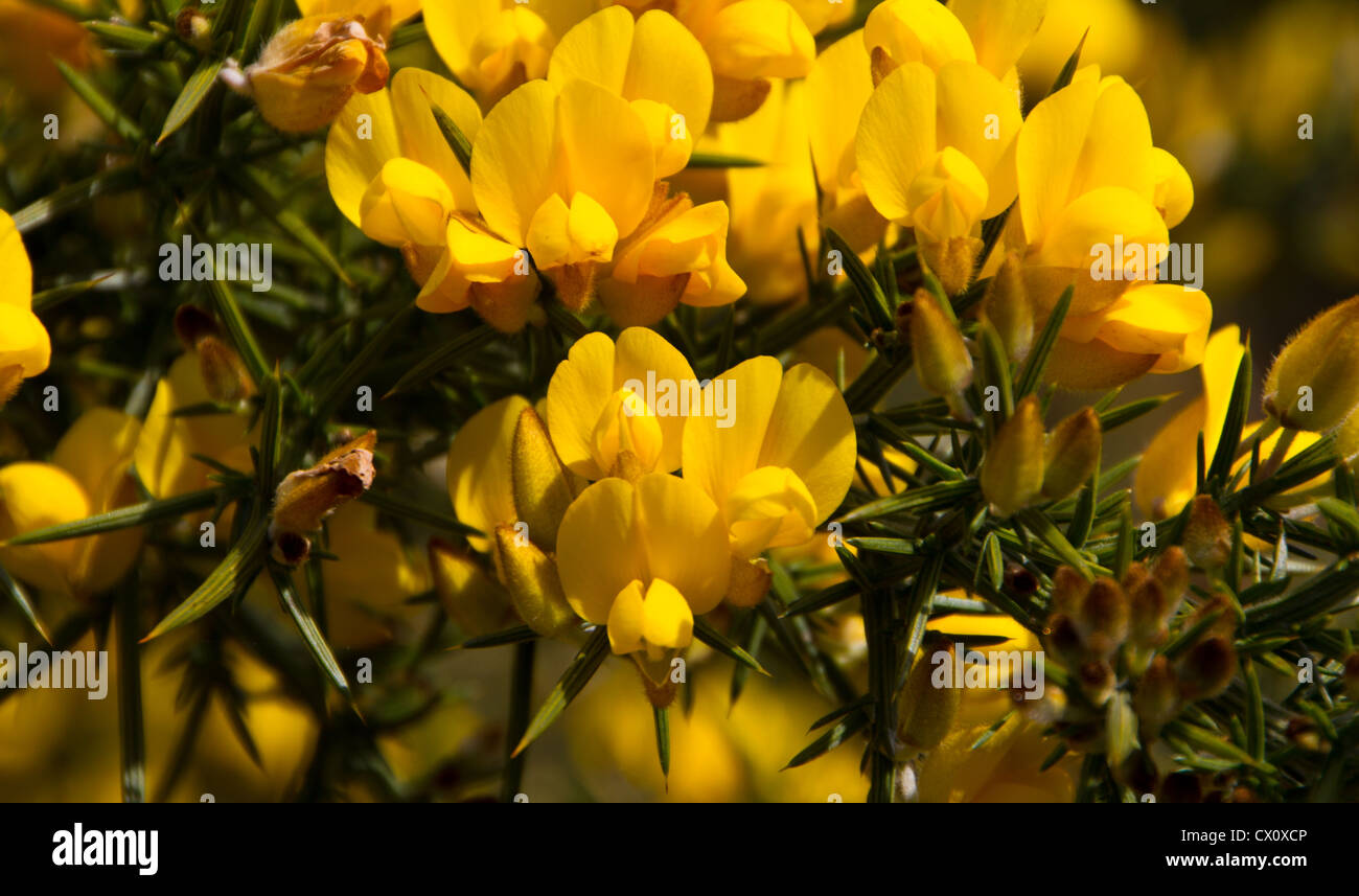 Ulex species hi-res stock photography and images - Alamy