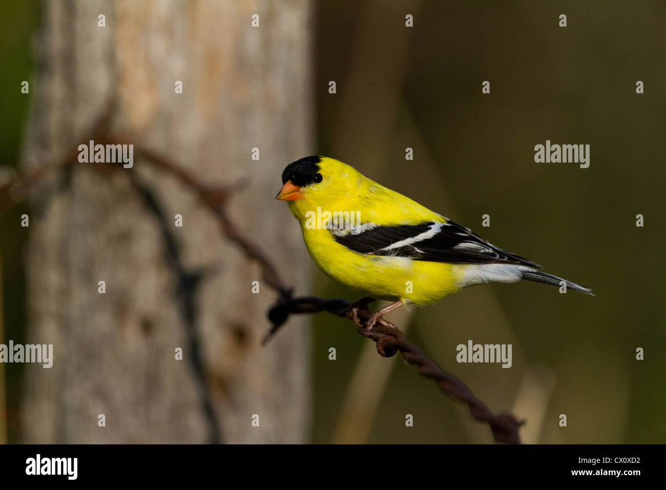 Adult male american goldfinch hi-res stock photography and images - Alamy