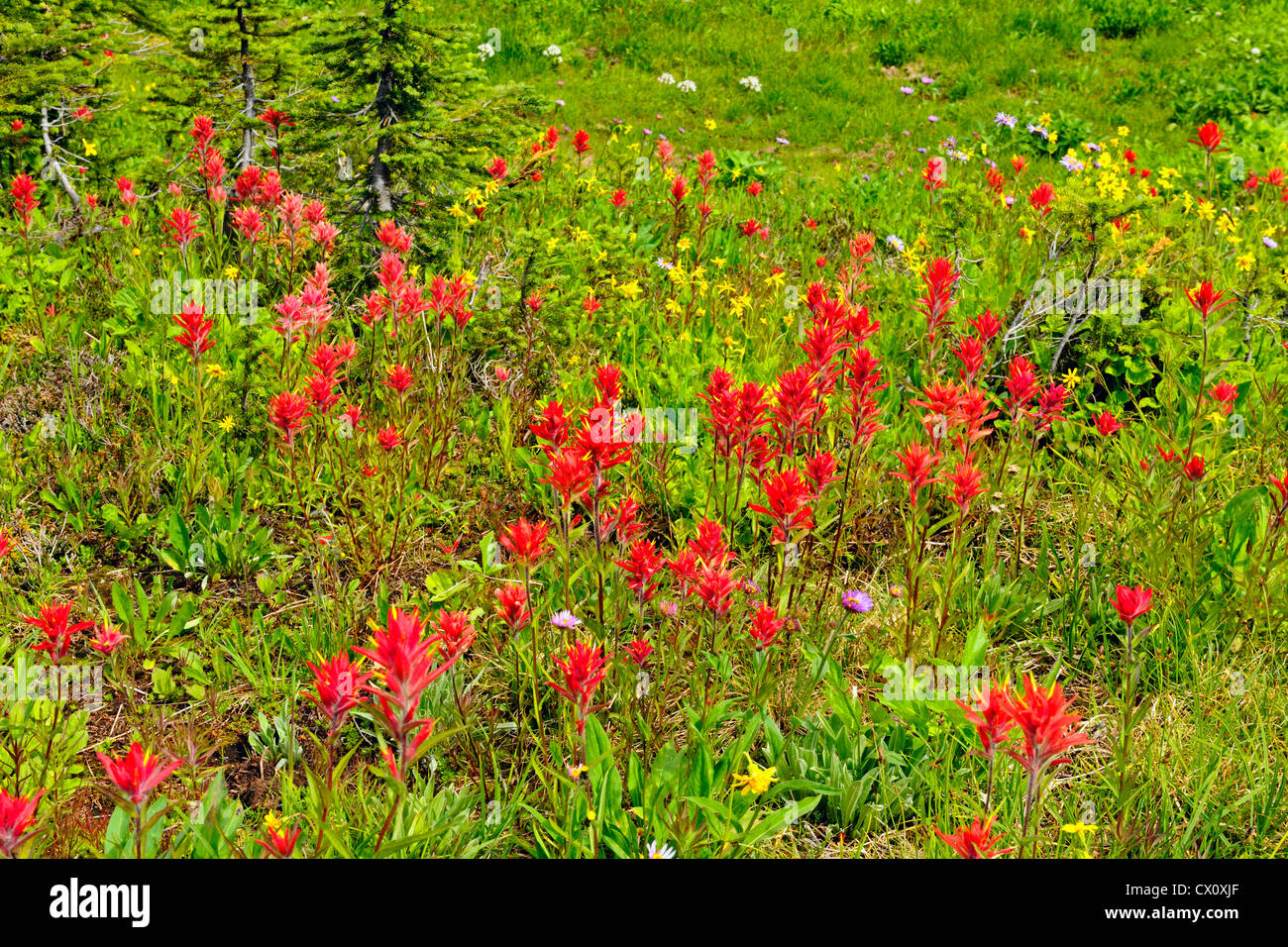 Alpine Paintbrush (Castilleja rhexifolia), Mount Revelstoke National ...